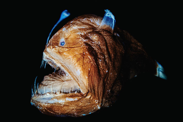 Terrifying Deep-Sea Anglerfish Has People Depressed After Being Spotted ...
