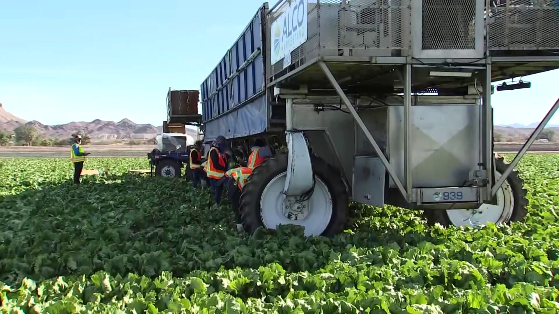 Yuma agriculture contributes $4.4 billion to Arizona, study says