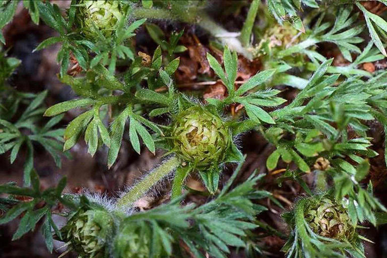 5 Tips For Getting Rid Of Lawn Burweed To Keep Your Grass Free Of ...