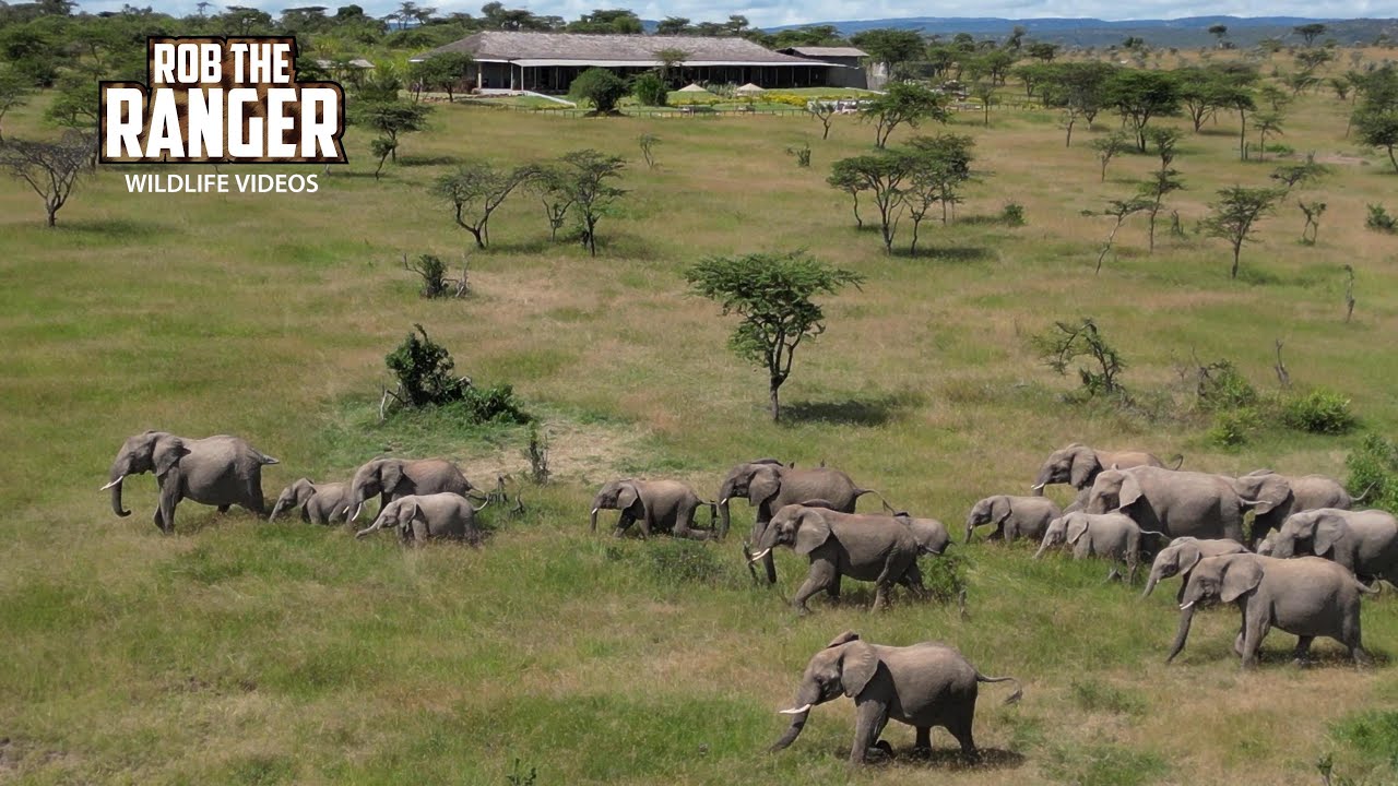 Incredible Aerial View Captures Elephants in Stunning Action