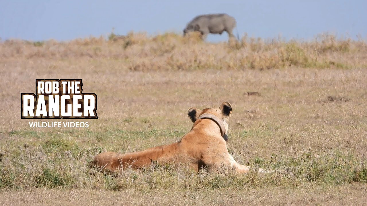 Watch lioness stalk warthogs at Ol Pejeta Zebra Plains