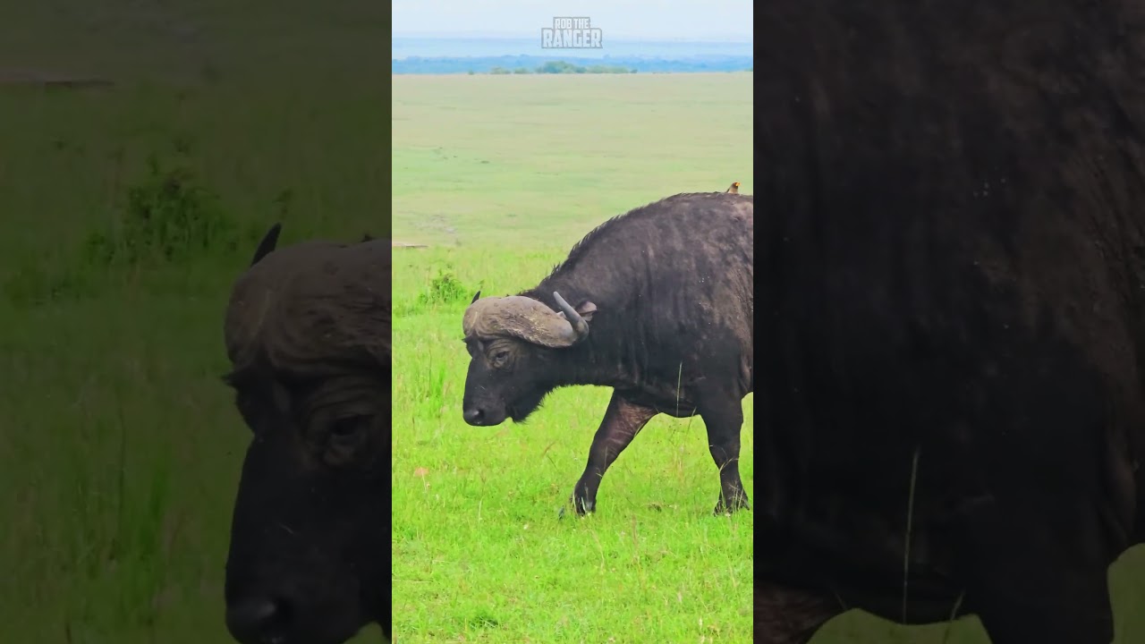 A Buffalo Bull Caught Out On Plains of the Maasai Mara