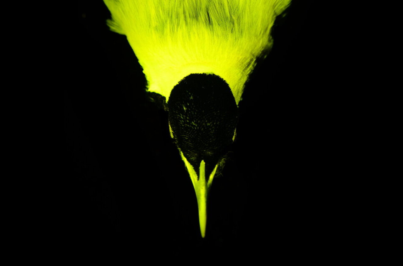 Widespread biofluorescence in birds-of-paradise suggests enhanced ...