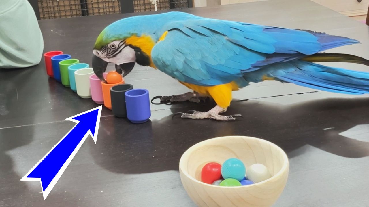 Clever parrot shows off intelligence with color-sorting game