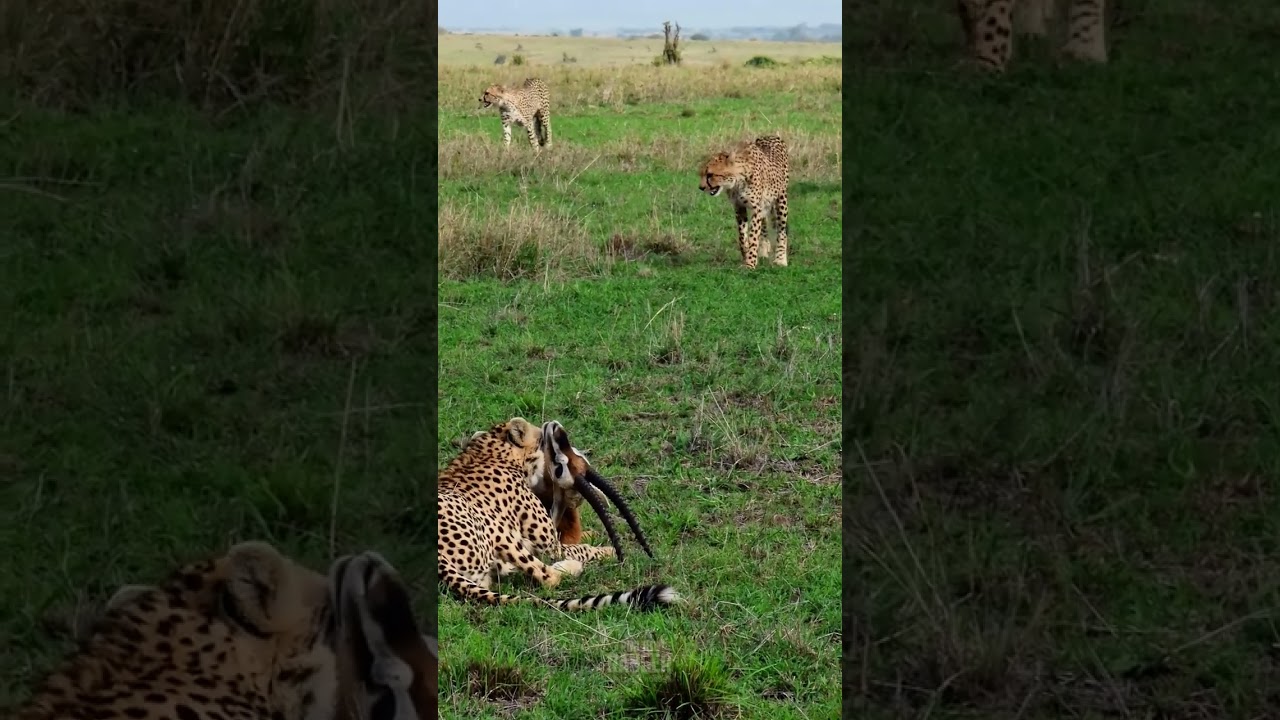 Predators prepare dinner in wild Mara savannah
