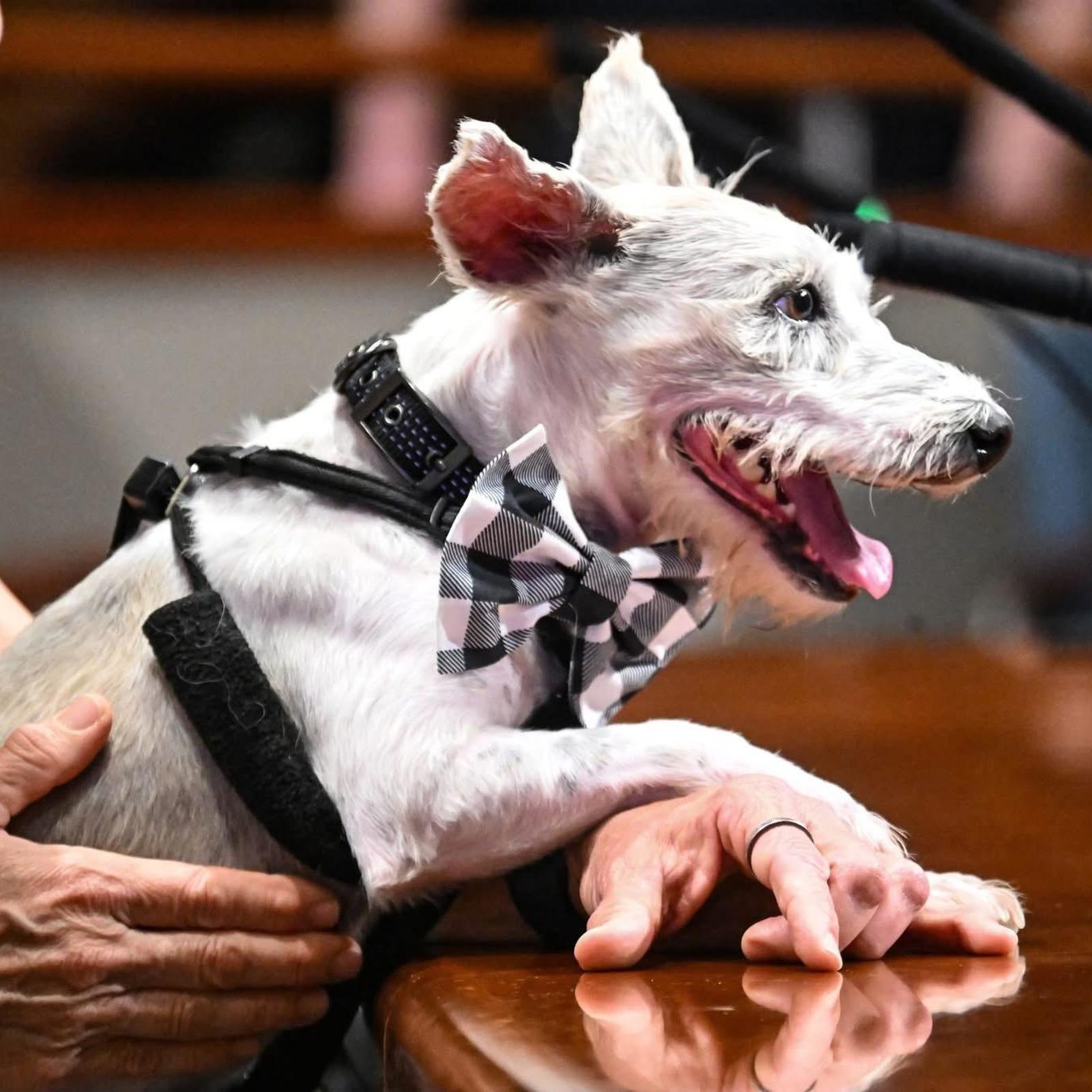 New Orleans rescue dog Scrim found safe again after going missing for ...