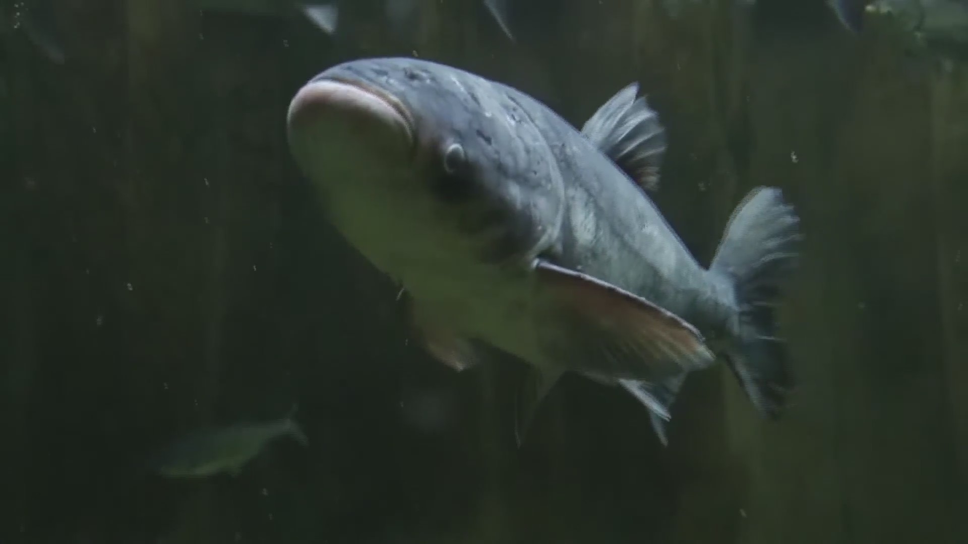 Asian Carp barrier project on Des Plaines River delayed as federal funds hang in limbo