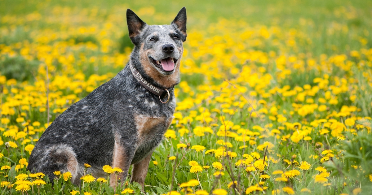 Do Dogs Have a Favorite Color? Science Says Yes