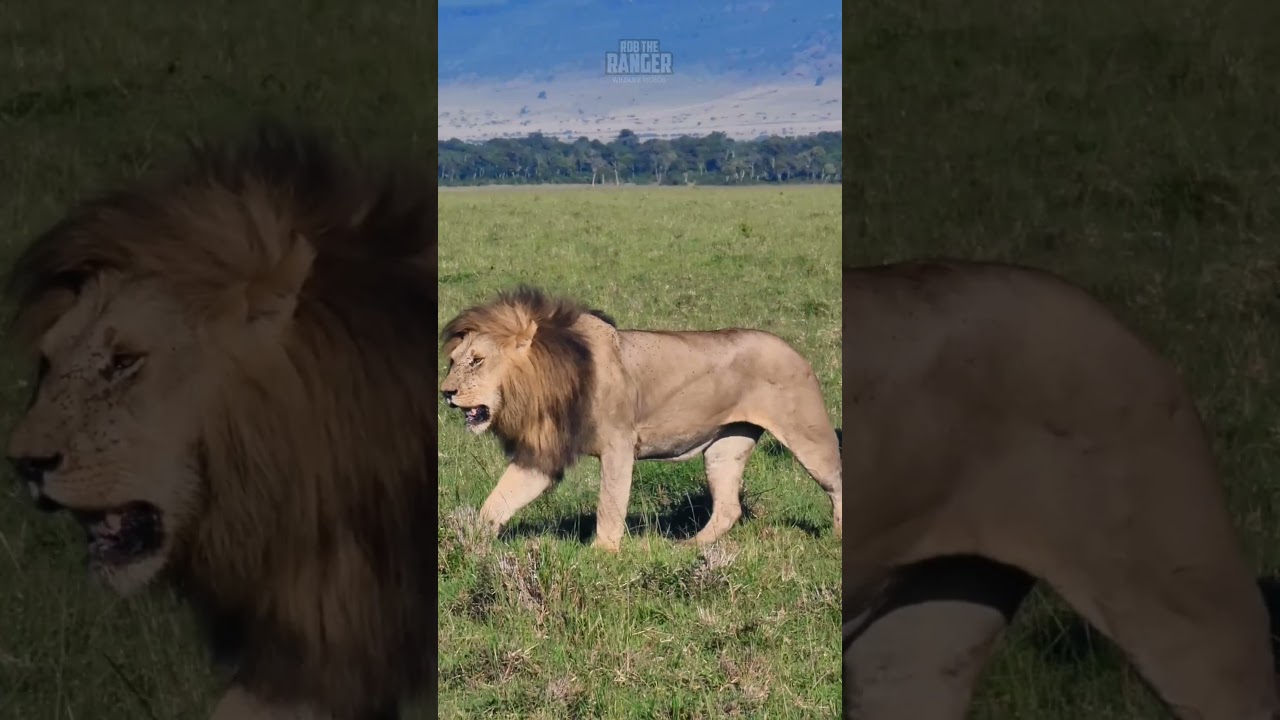 Three kings on patrol: lions dominate Mara plains