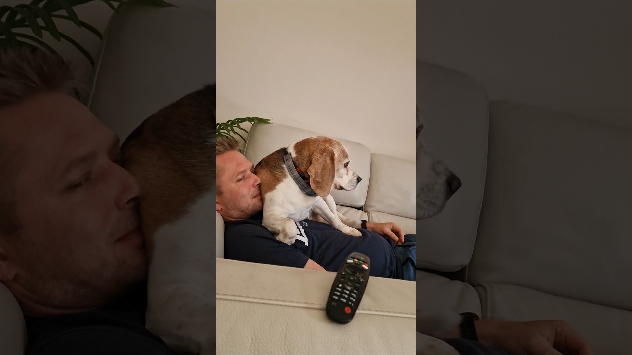 Uncover charming beagle facts that entertain devoted dog fans