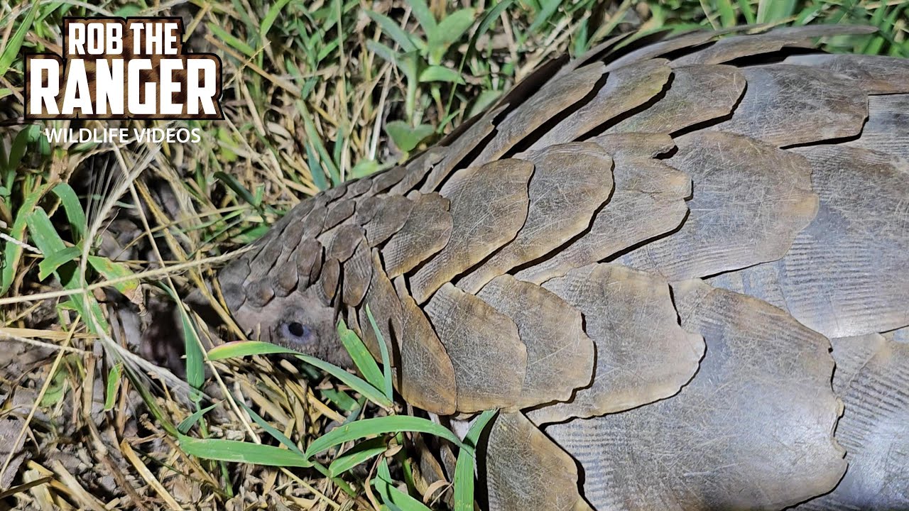 "Incredible Pangolin Spotted At Night During Safari Adventure"""