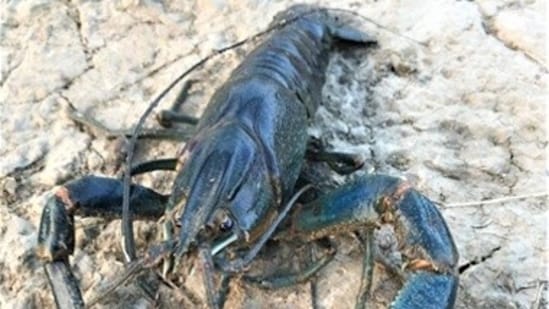 Invasive Australian crayfish spotted in Texas: Is local wildlife at risk?