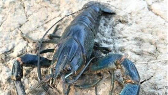 Invasive Australian crayfish spotted in Texas: Is local wildlife at risk?