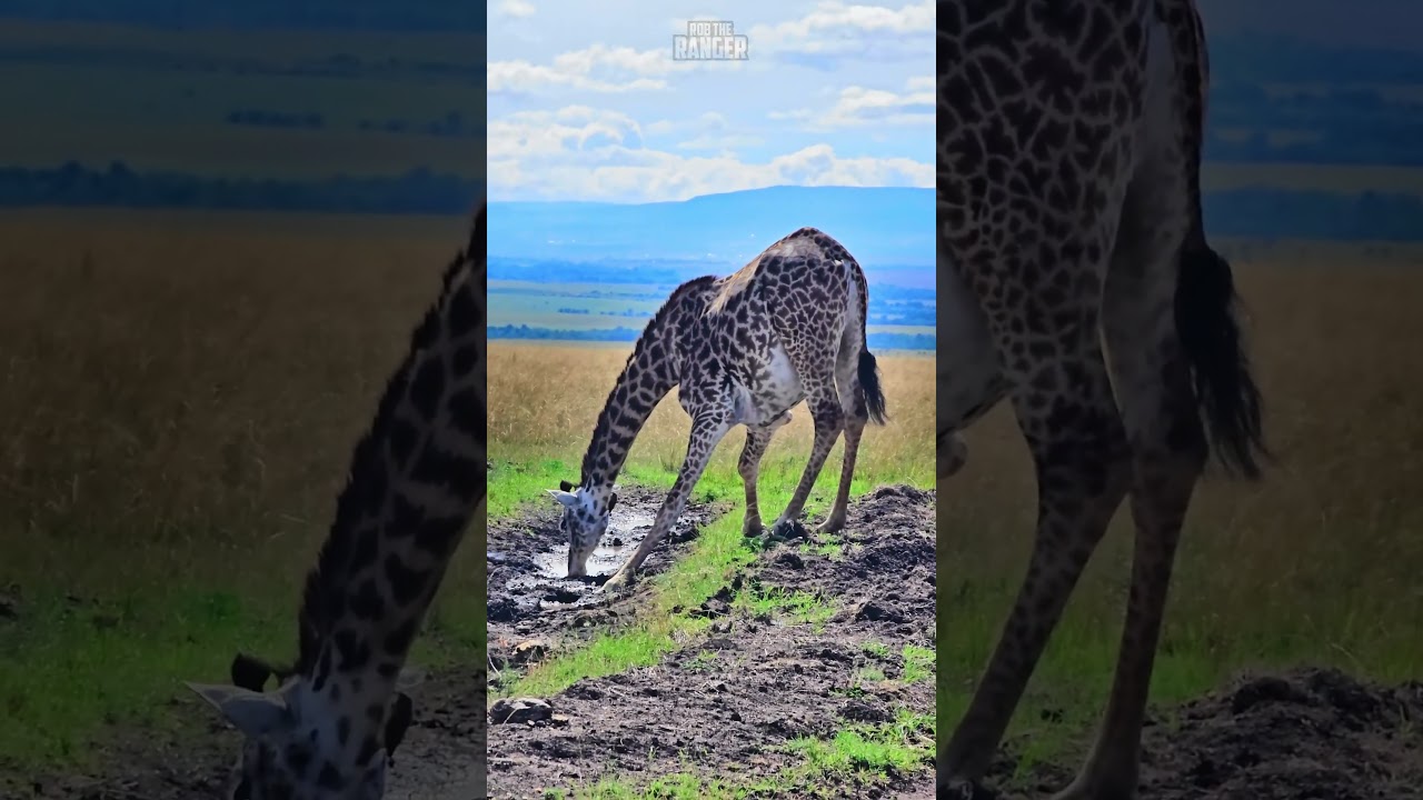 How Does a Giraffe Bend Down? A Rare Glimpse of a Maasai Giant's Drink