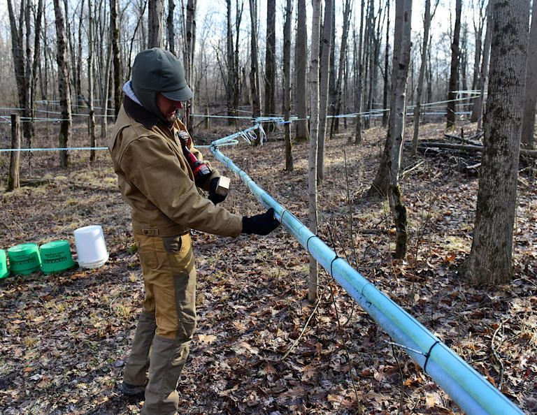 Maple syrup season: OSU-Mansfield's sugarbush teaches sustainability ...