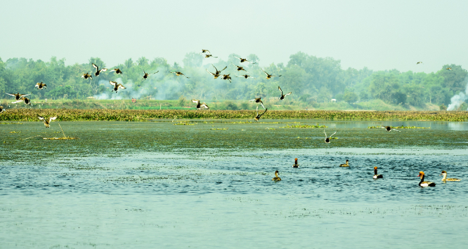 Hidden Gems: Lesser-Known Bird Sanctuaries in India for Nature Enthusiasts