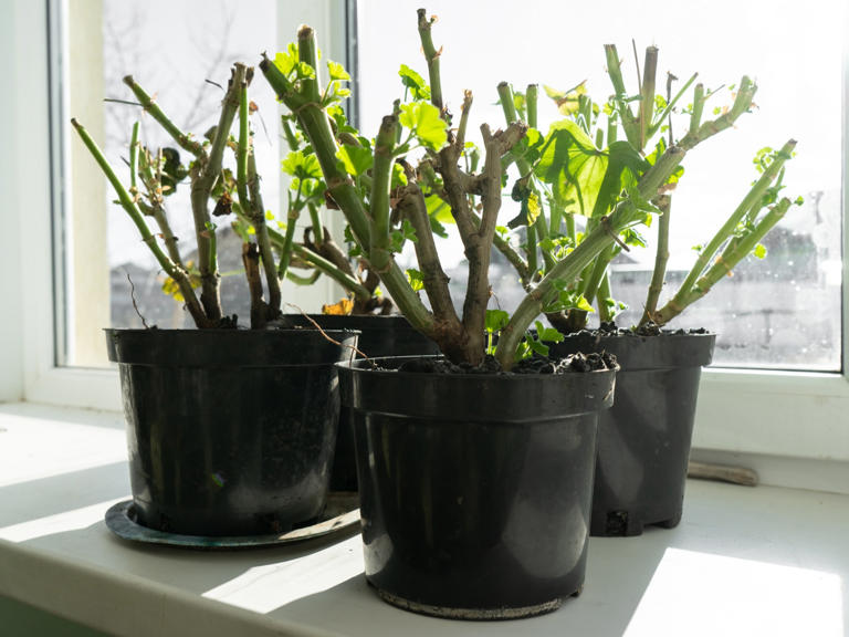 Ostatni dzwonek, by zacząć wybudzać pelargonie z zimowego snu