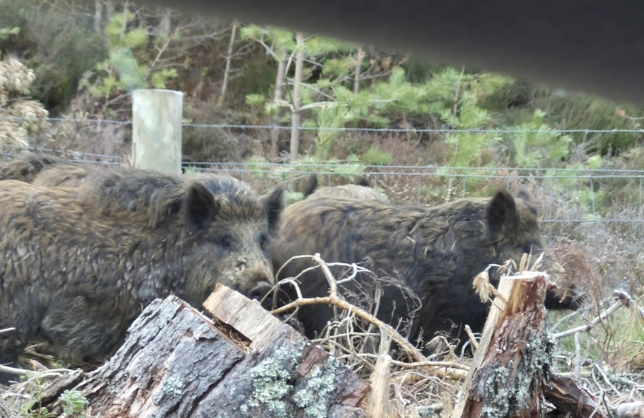 Hundreds more wild boar to spread across Scotland, as numbers in west ...