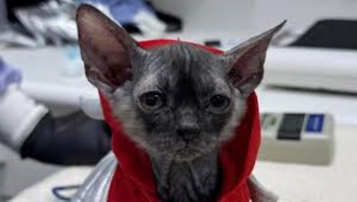 Craisin, la gatta senza pelo che conquista tutti