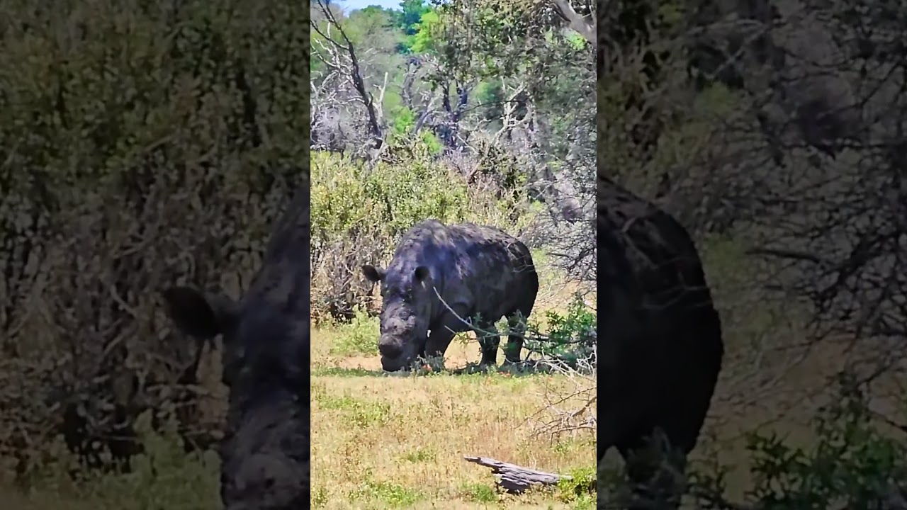 Watch This De-Horned Rhino Navigate the Wild as Poaching Threats Loom