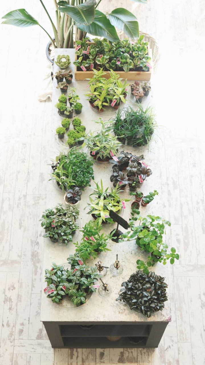 9 plants that can survive without sunlight