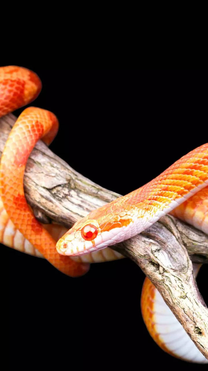 10 snake species that are kept as pets