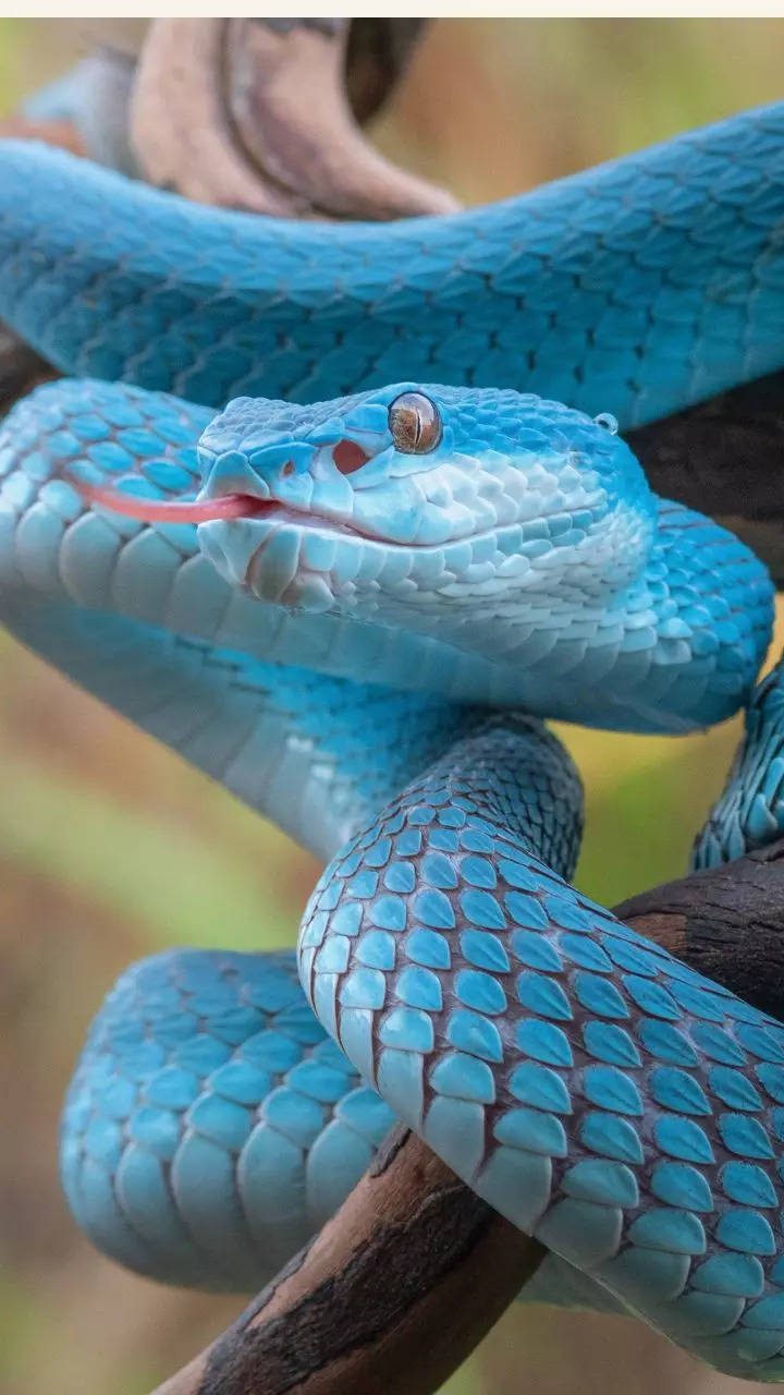 10 snake species that are kept as pets