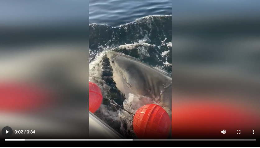 Dit is de grootste witte haai die ooit werd gevangen voor onderzoek