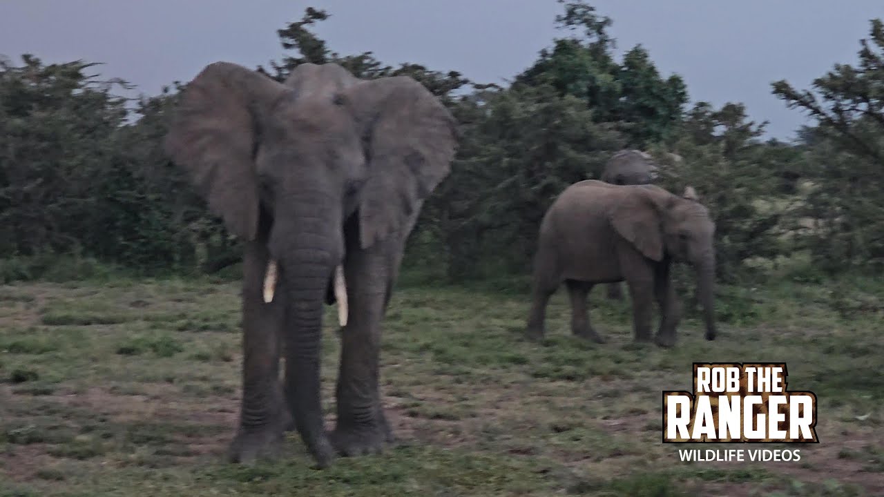 Wild Elephants Stampede Across Mara Ripoi Plains Now