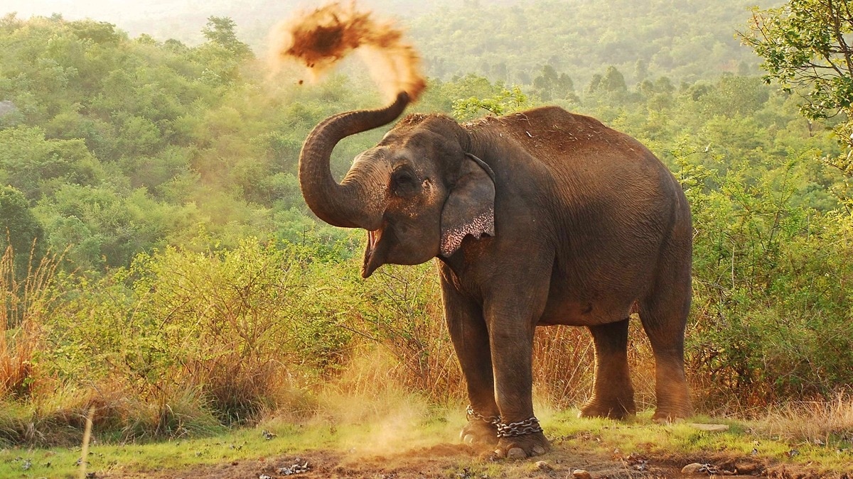 Second elephant attack death in Wayanad in two days sparks outrage in ...