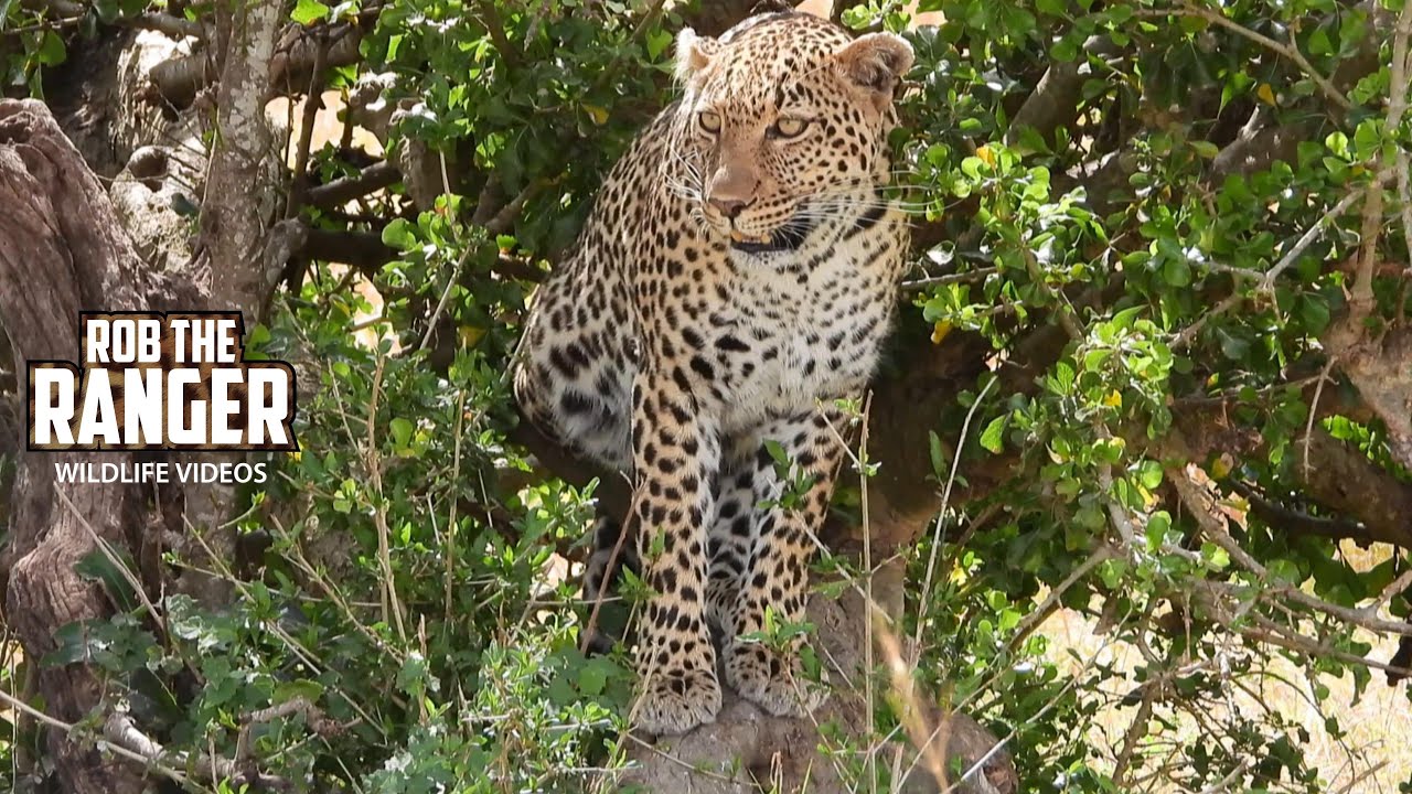 Elusive Leopard Luluka Reveals Her Hunting Ground