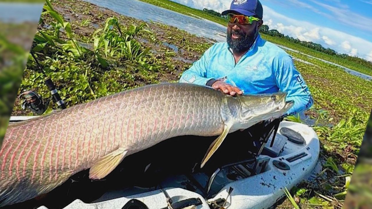 Pescador fisga peixe monstruoso com vara pequena em Rondônia
