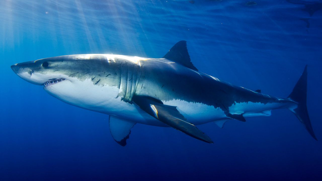 Massive record-breaking great white shark tagged off Florida coast