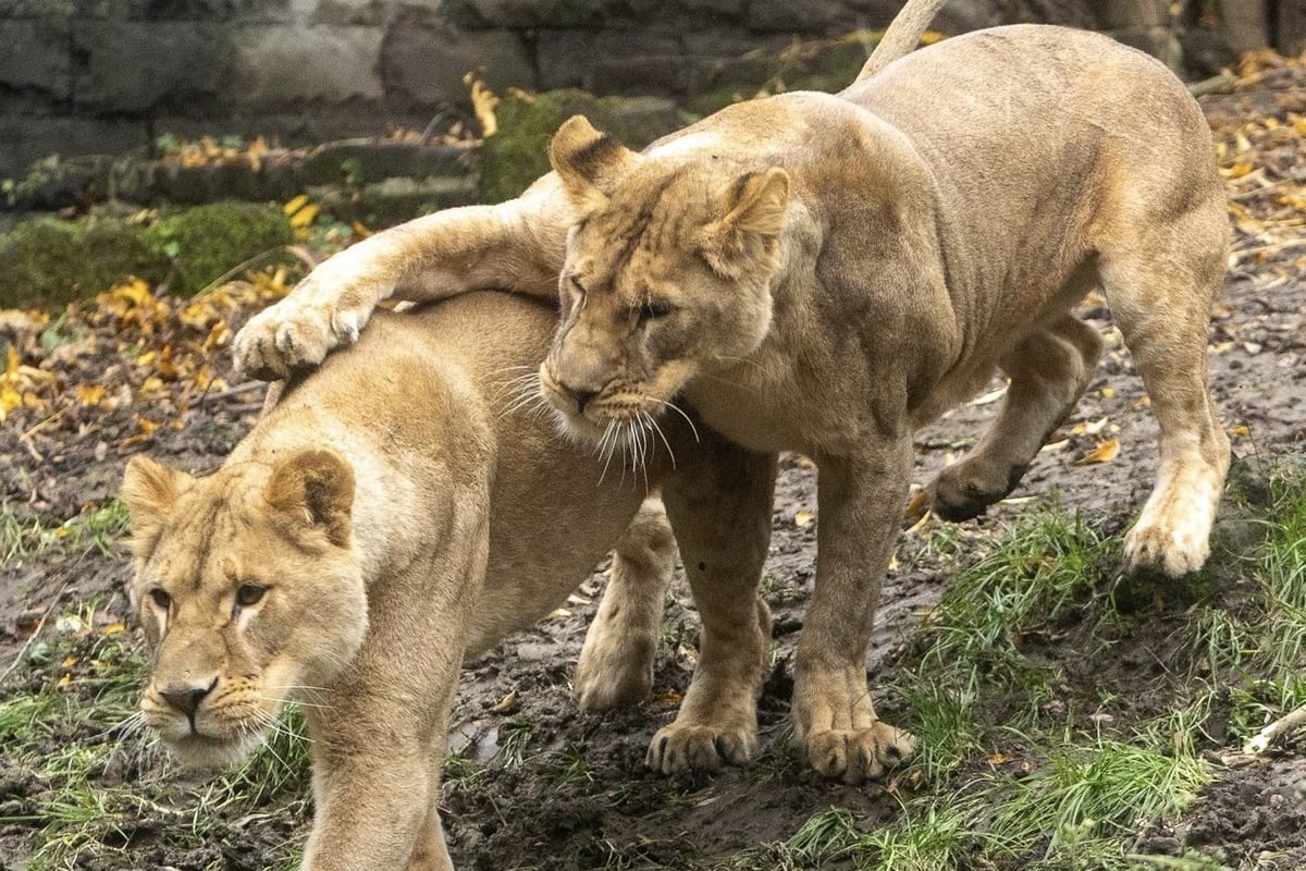 ‘Traumatised’ lions rescued from Ukraine to arrive at ‘forever home’ in ...
