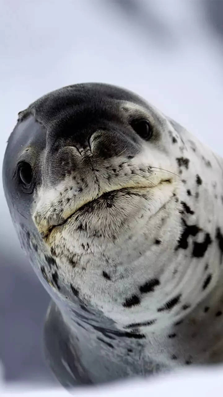 Animals that are born to swim