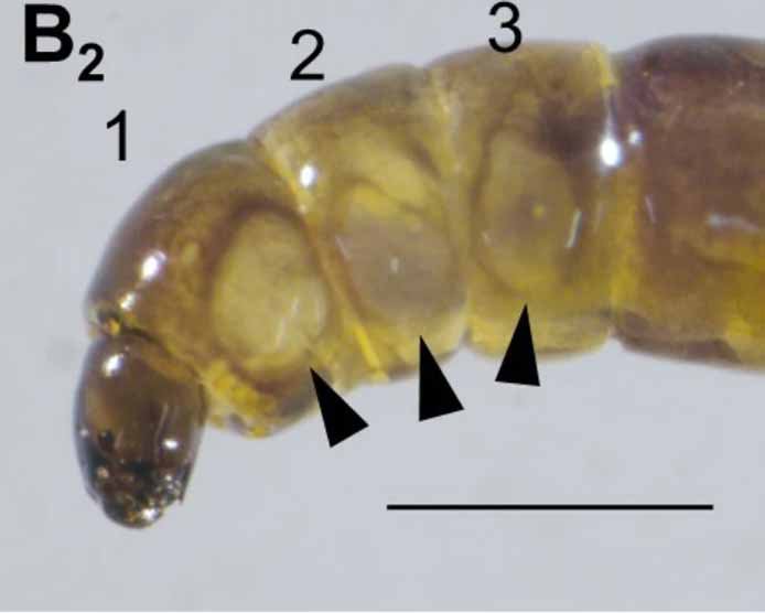 How Antarctica's only native insect could hold secrets to deep space travel