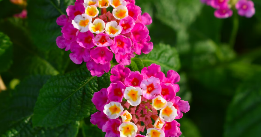 Hummingbirds Will Keep Coming Back For These 12 Perennial Flowers