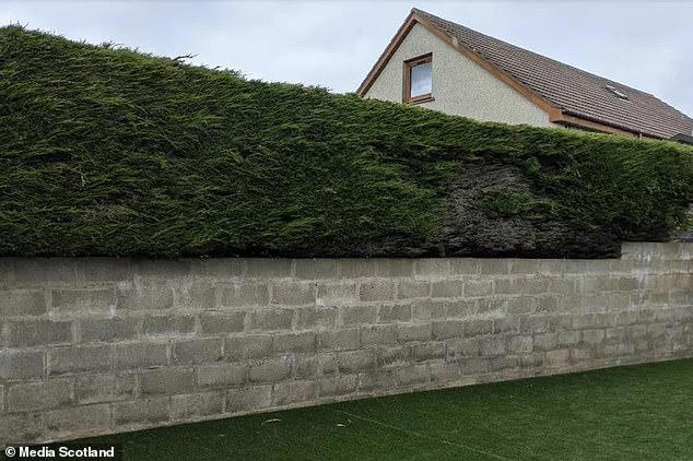Neighbour loses fight to get next door's high hedge trimmed