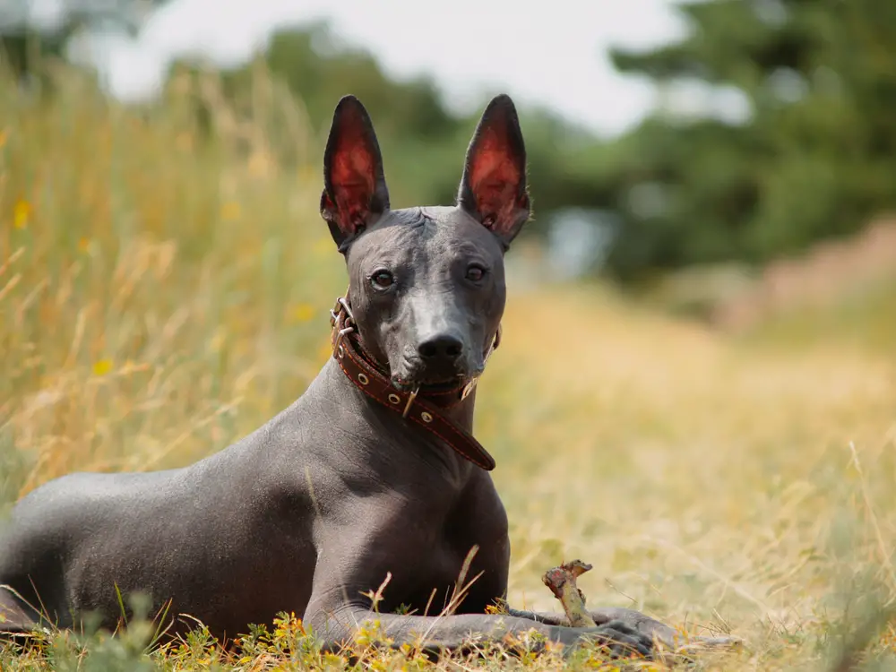 11 Mysterious Dog Breeds You’ve Probably Never Heard Of