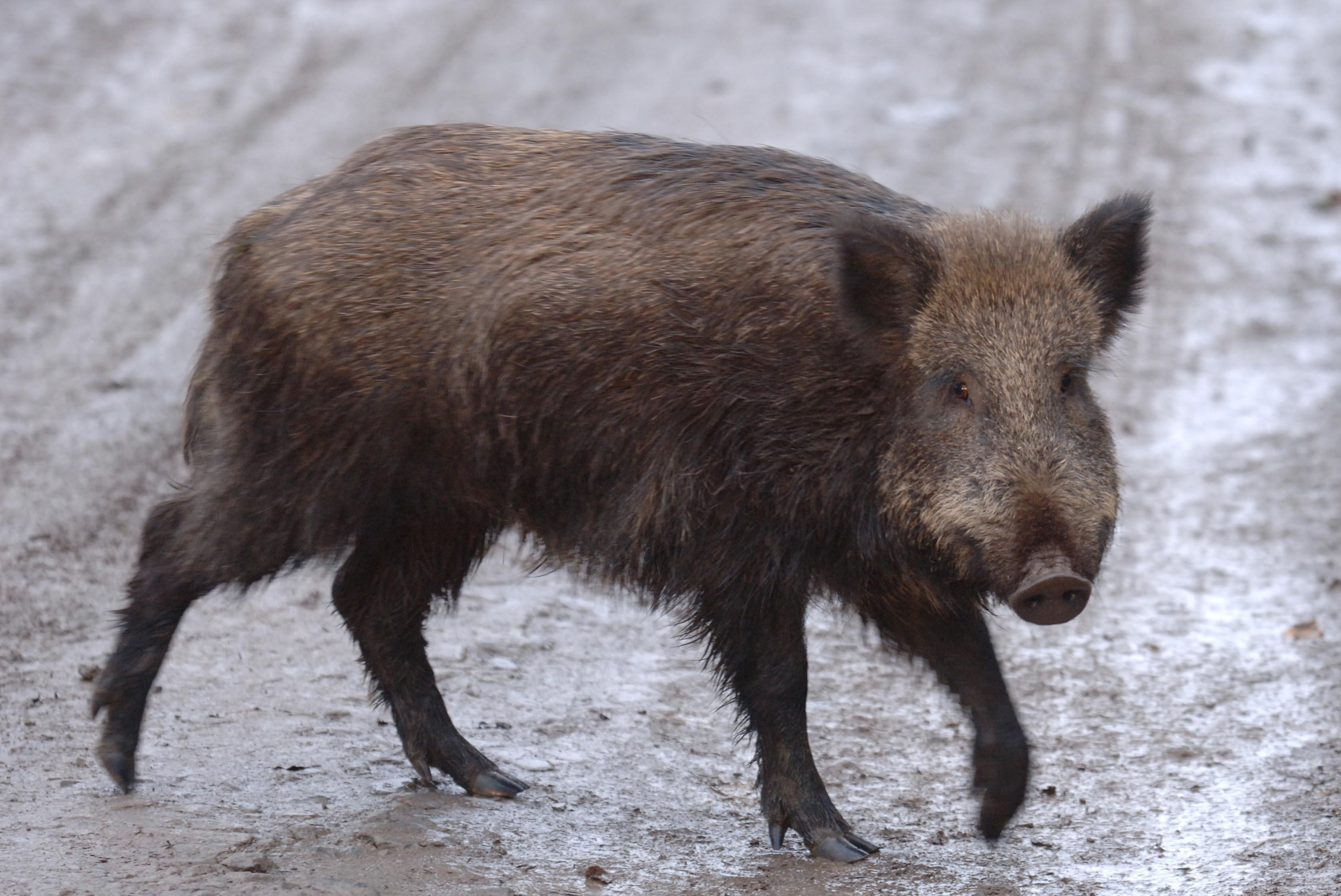 Call for ‘decisive action’ against guerrilla rewilding as pigs remain ...