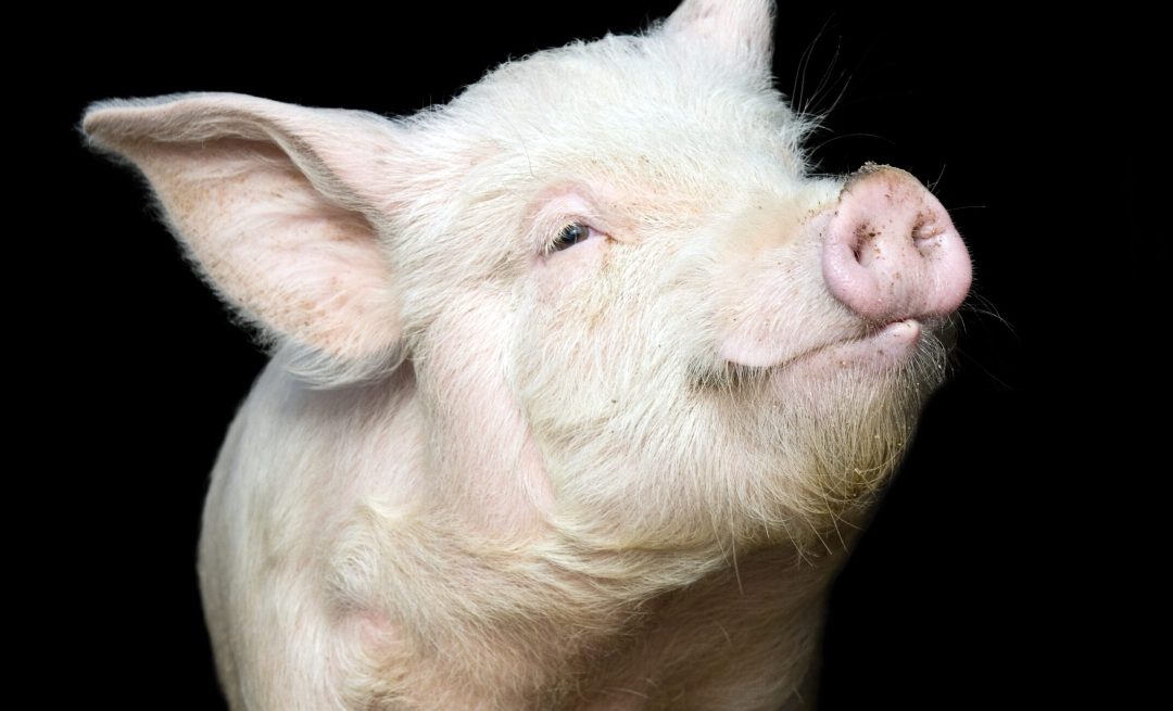 Adorable pig comes running for his breakfast