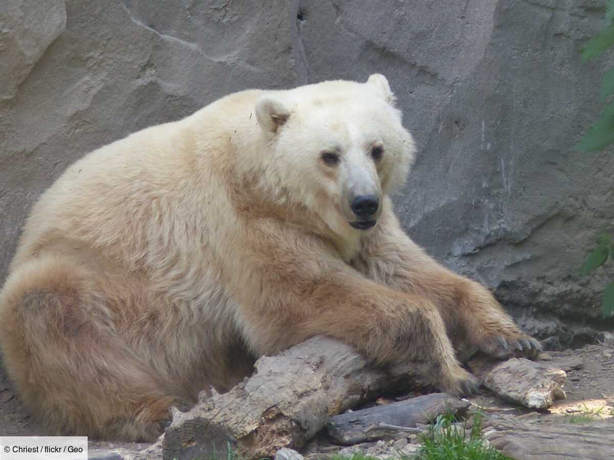 Le grolar, un hybride et superprédateur inquiétant de l'Arctique