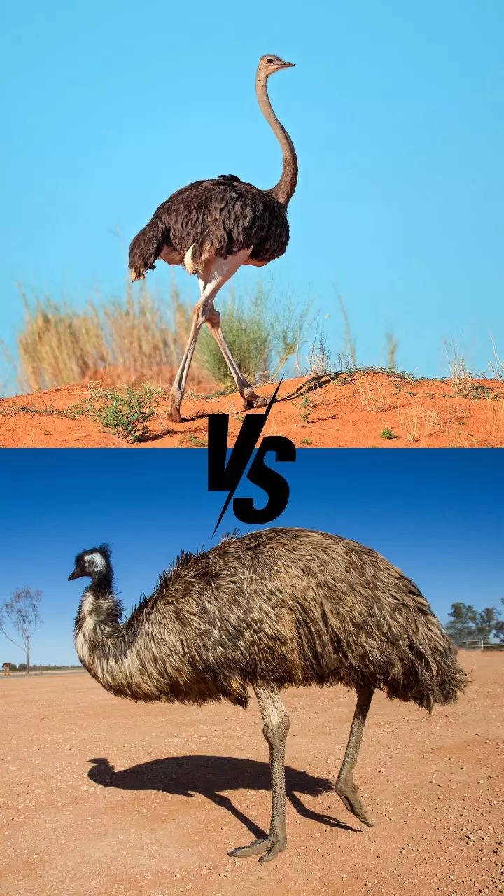 10 key differences between Ostrich and Emu