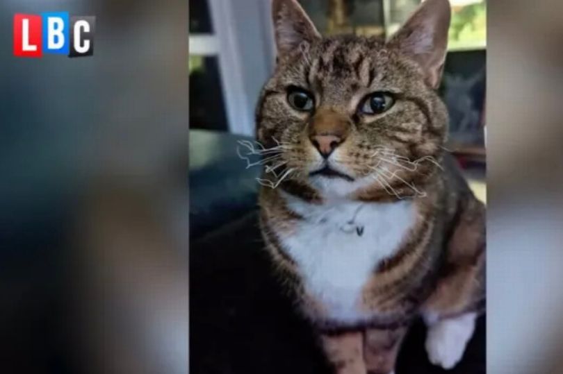 Cat 'blown up' remotely as neighbour booby-traps bird feeder in horror ...