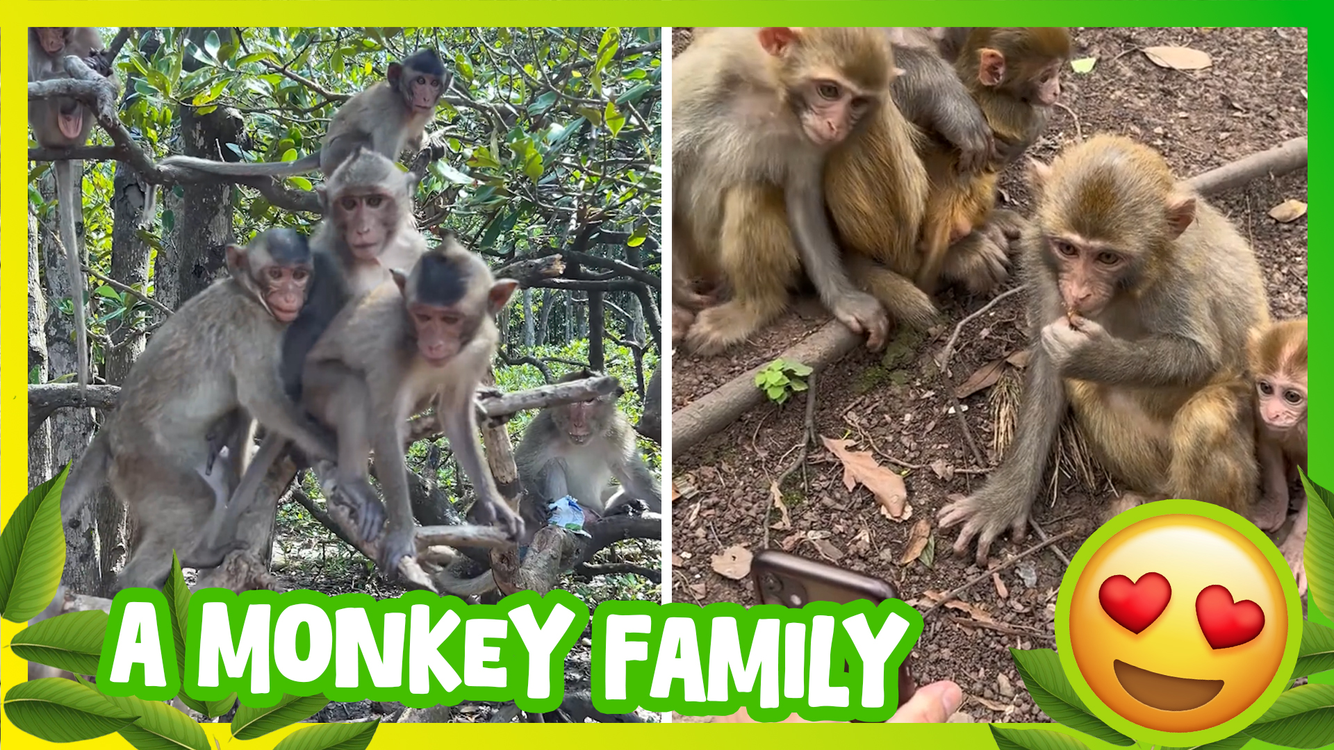 Monkey Family: Adorable and Funny Moments of Monkeys Together 🐒👨‍👩‍👧