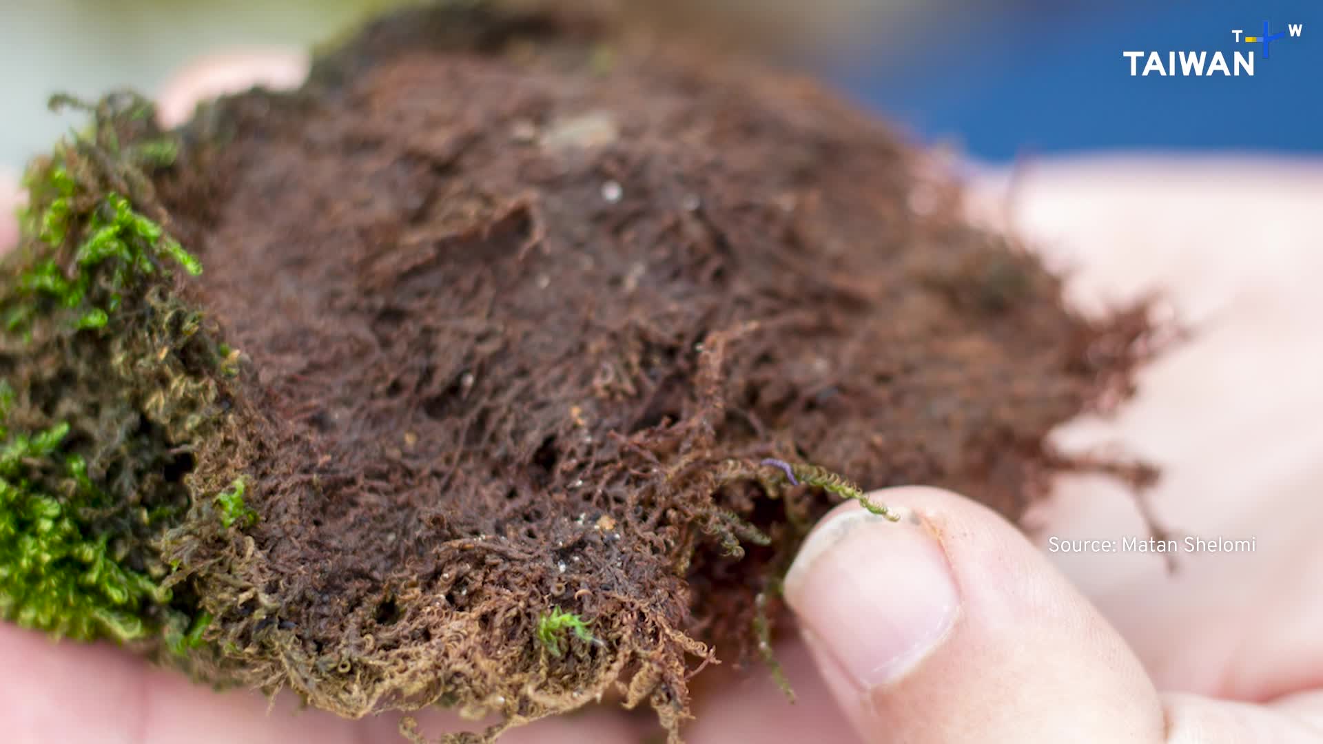 National Taiwan University Scientist in Antarctica To Study Endemic Bug ...