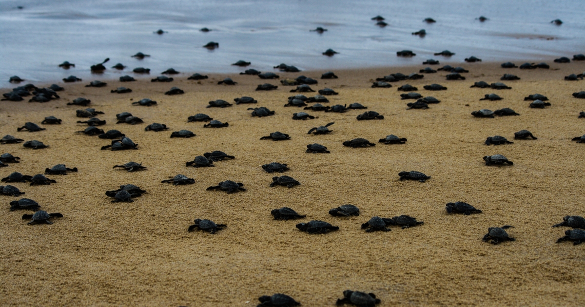 Chokerende fund: Over 1.100 døde havskildpadder skyllet op på strand