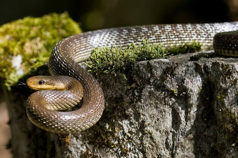 Are aesculapian snakes poisonous as massive 6.5ft invasive species ...