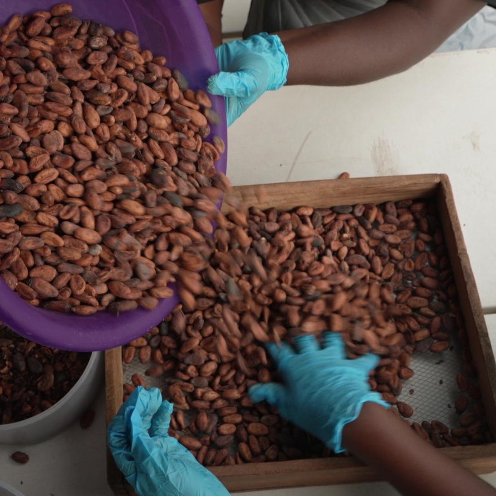 Climate change is threatening cacao crops, researchers say