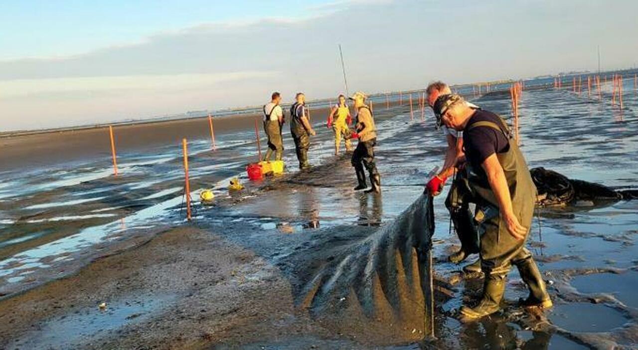 Granchio blu, la Regione Veneto chiede lo stato di calamità naturale ...